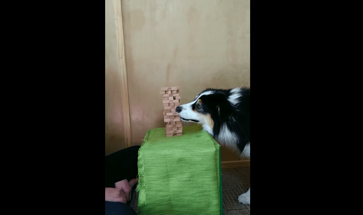 Un perro le gana a su dueña jugando a Jenga - Virality