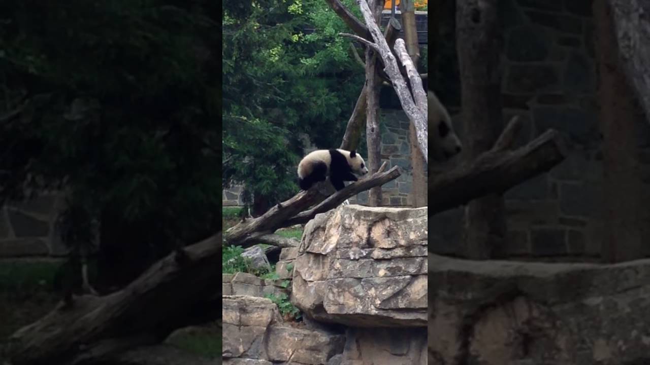 Vídeos de osos panda para pasar el lunes - Virality